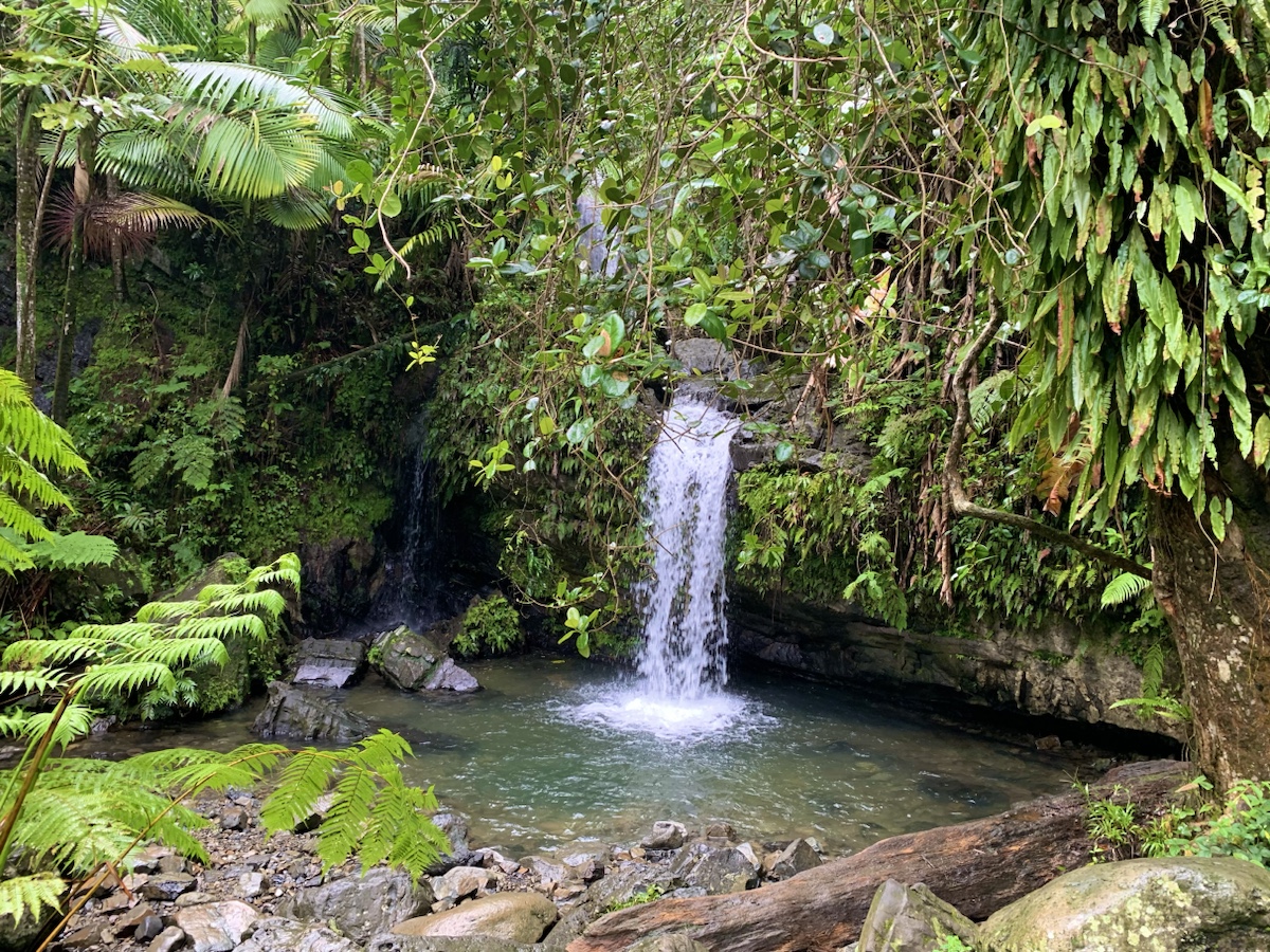 El Yunke National Forest, Puerto Rico – Live, Love, Travel 曆